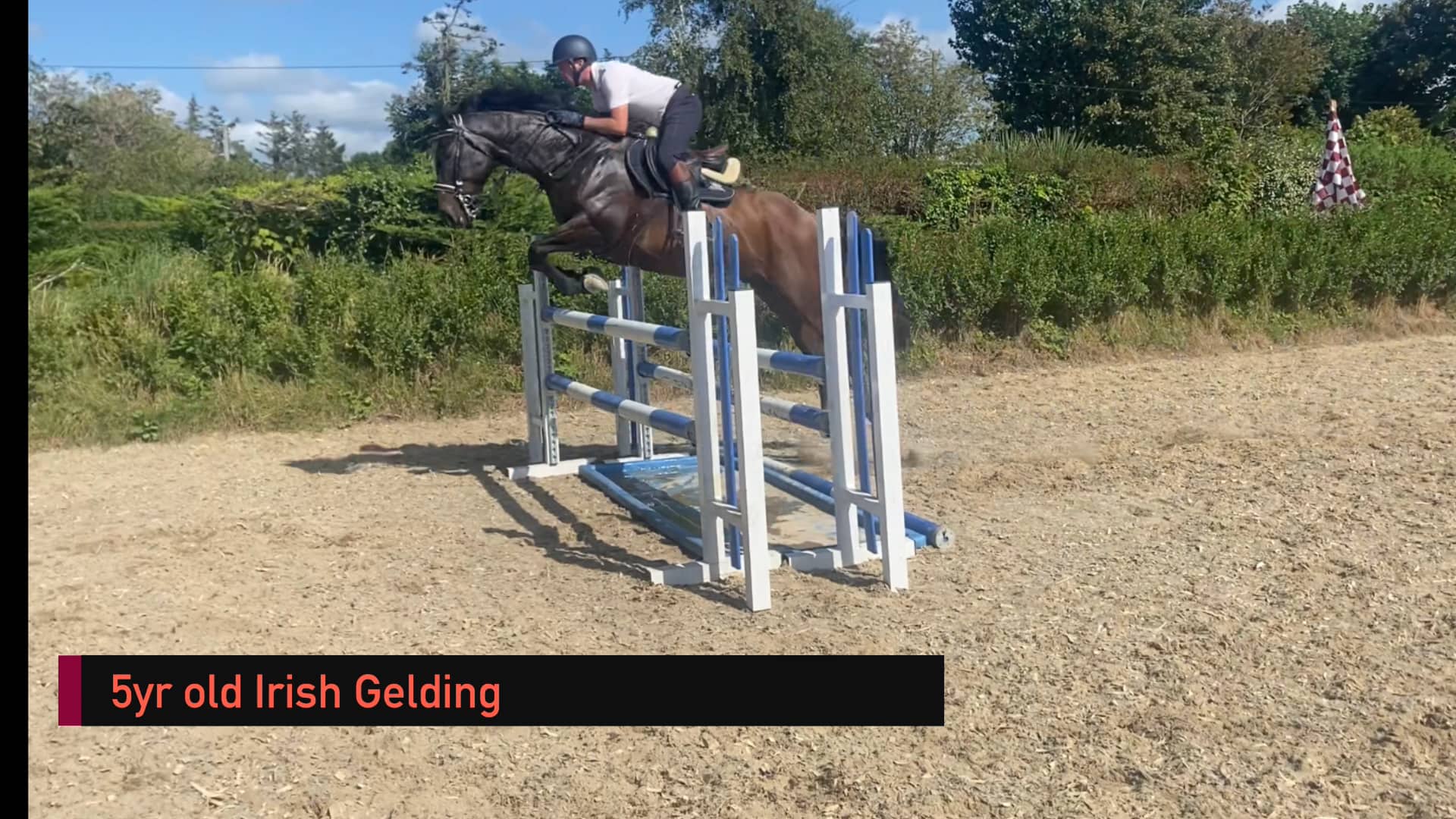 5yr old Traditional Irish gelding. Potential Eventer. By Craigsteel XX ...