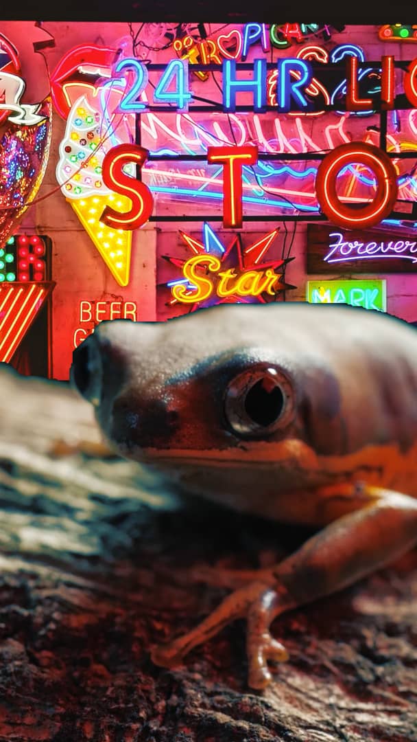 Sapito on Vimeo