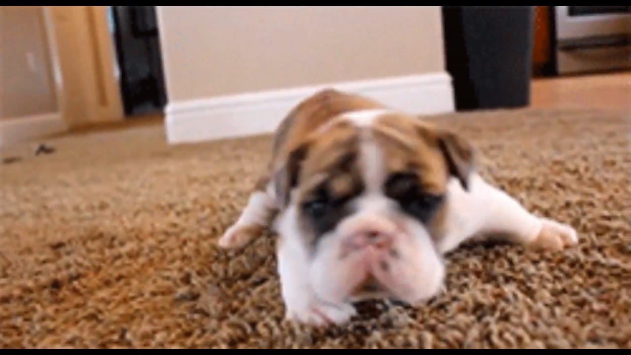 In Less Than 1 Minute, These Tiny Puppies Will Change Your Day! Cutest ...