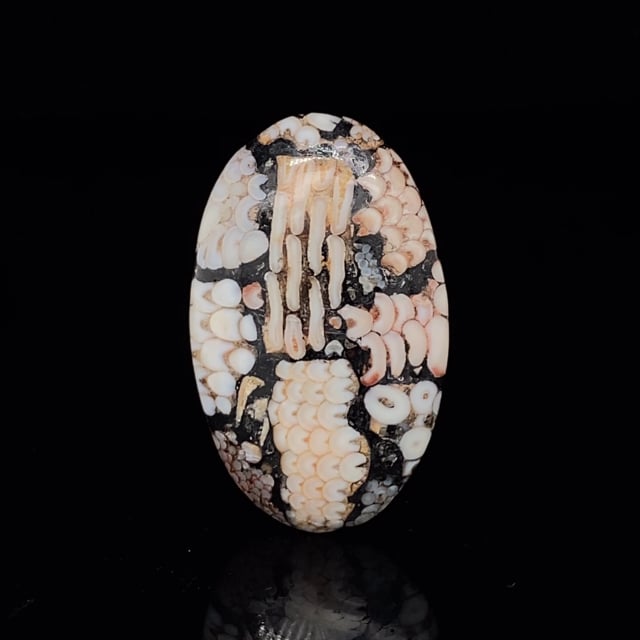 Snakeskin Stone (fossilized palate of wrasse) | Madura Island, Indonesia