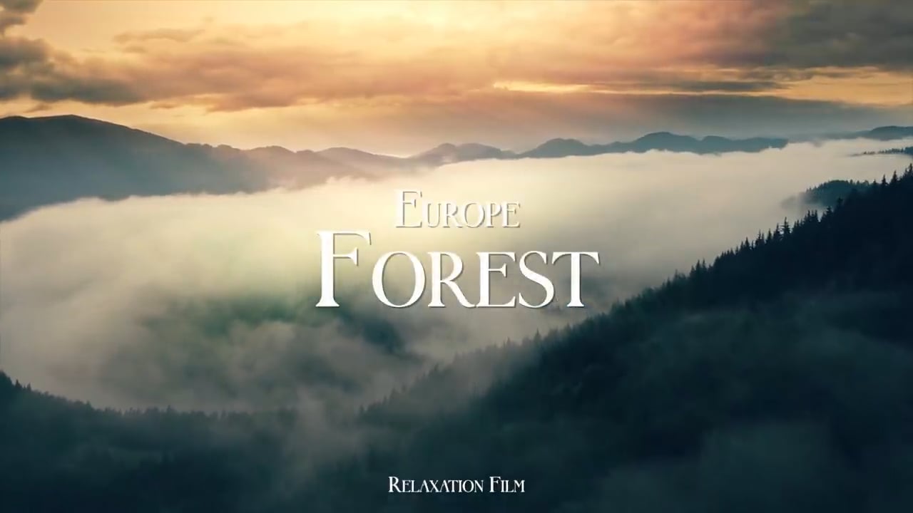 forest-4k-european-nature-relaxation-film-meditation-relaxing-music ...