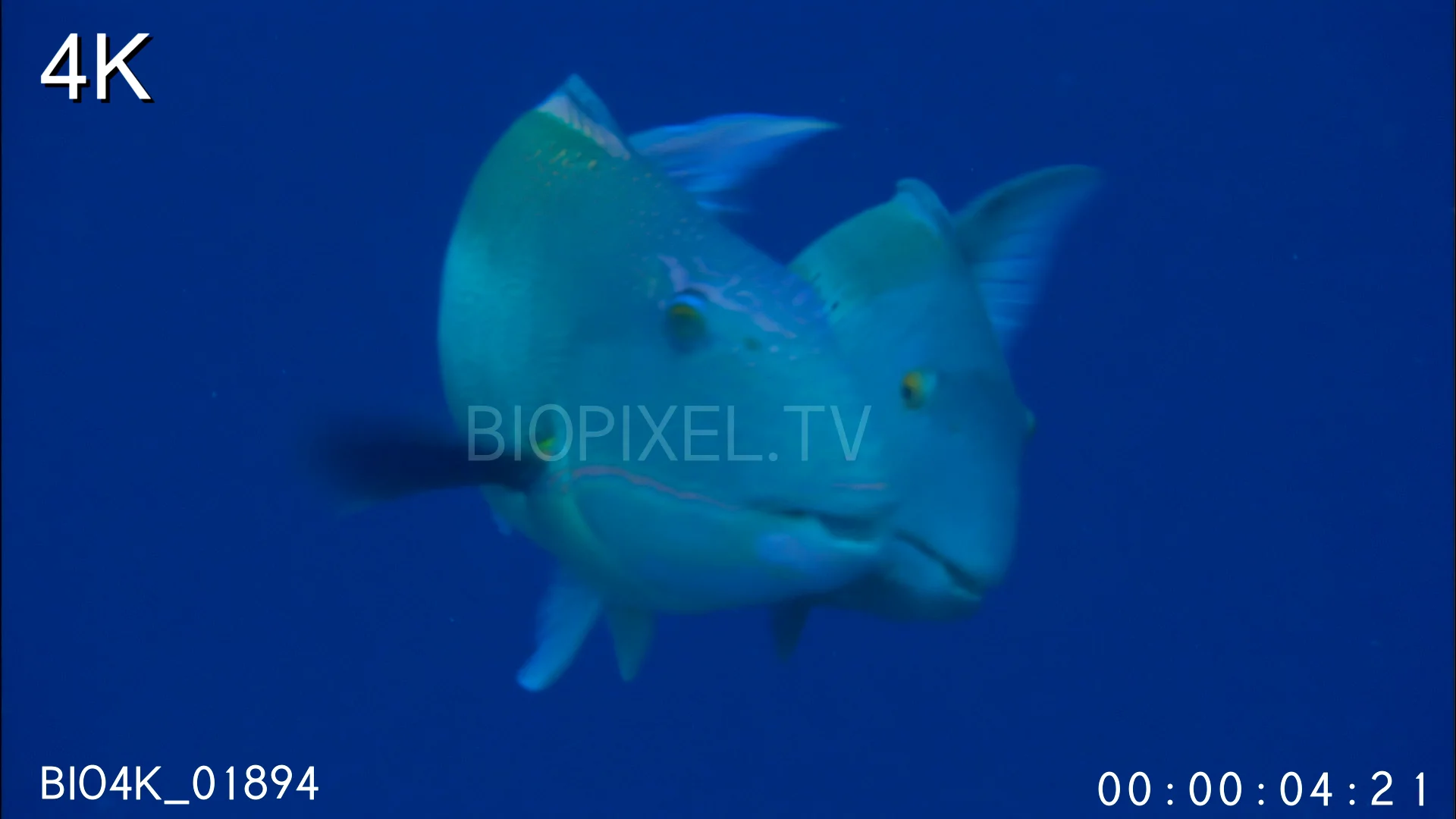 4K Fish Parrotfish - Pair of Bicolor parrotfish in courtship 4K on Vimeo