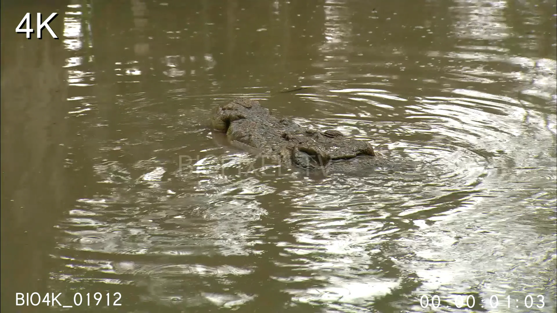 4K Crocodiles - Saltwater crocodile feeding on a wallaby 4K 2 on Vimeo