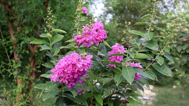 Myrtle Plant Plants Crape - Free video on Pixabay