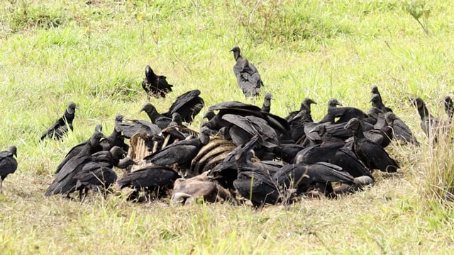 Vultures Butchers Birds - Free video on Pixabay