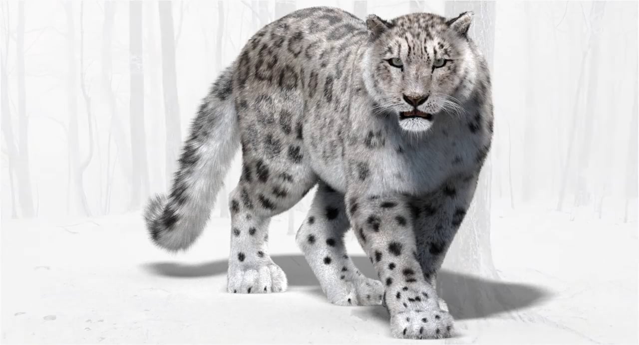 Animated Snow Leopard Furry 3d Model | PROmax3D on Vimeo