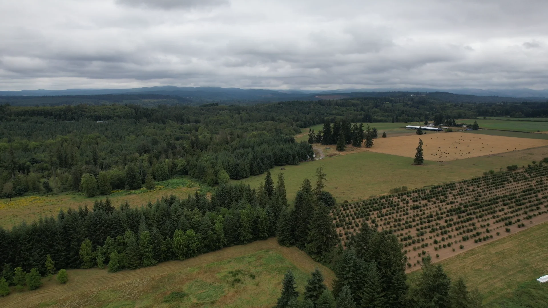 Dhamma Kunja Mowing 2022.mp4 on Vimeo