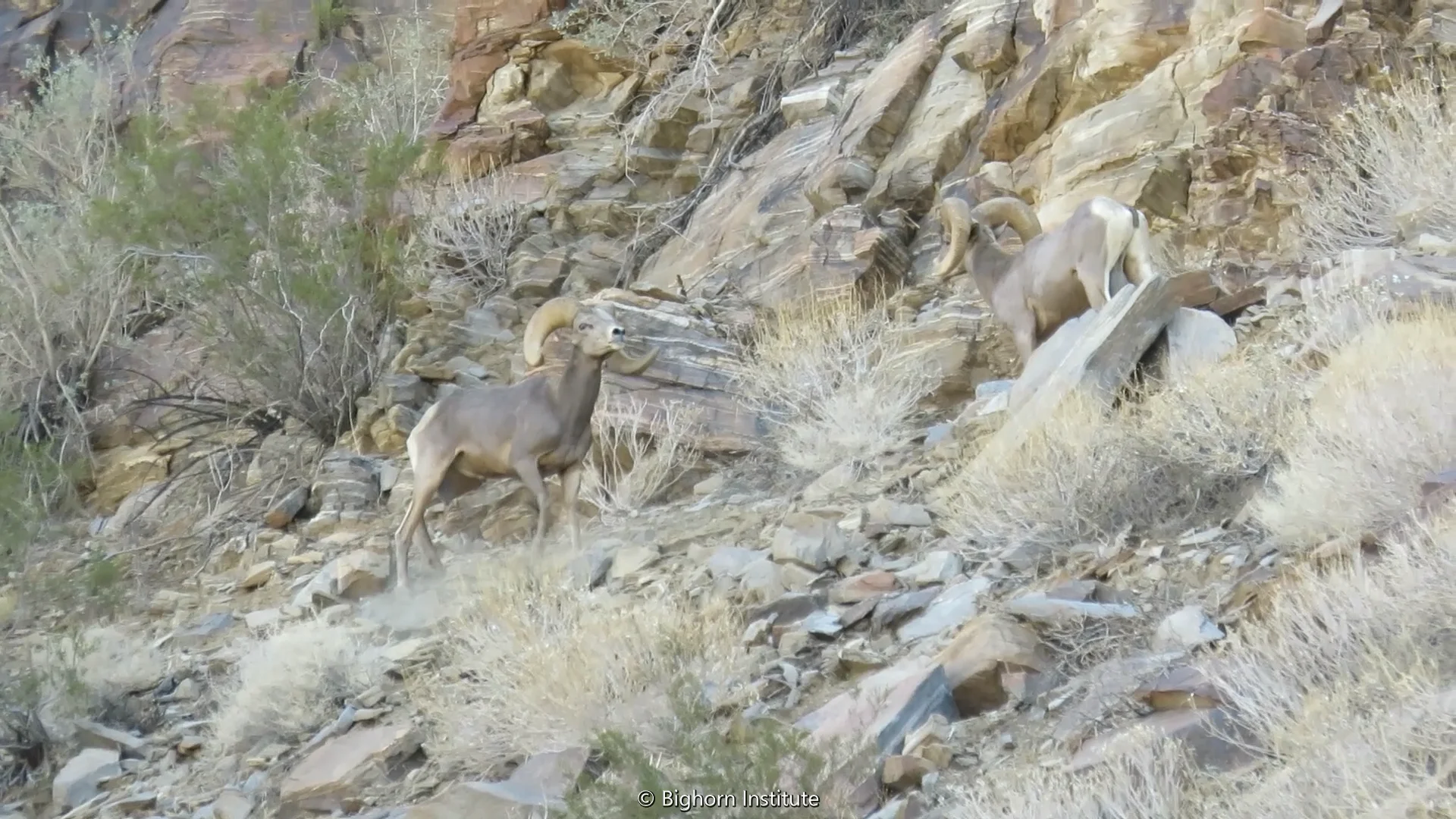 rams head-butting video