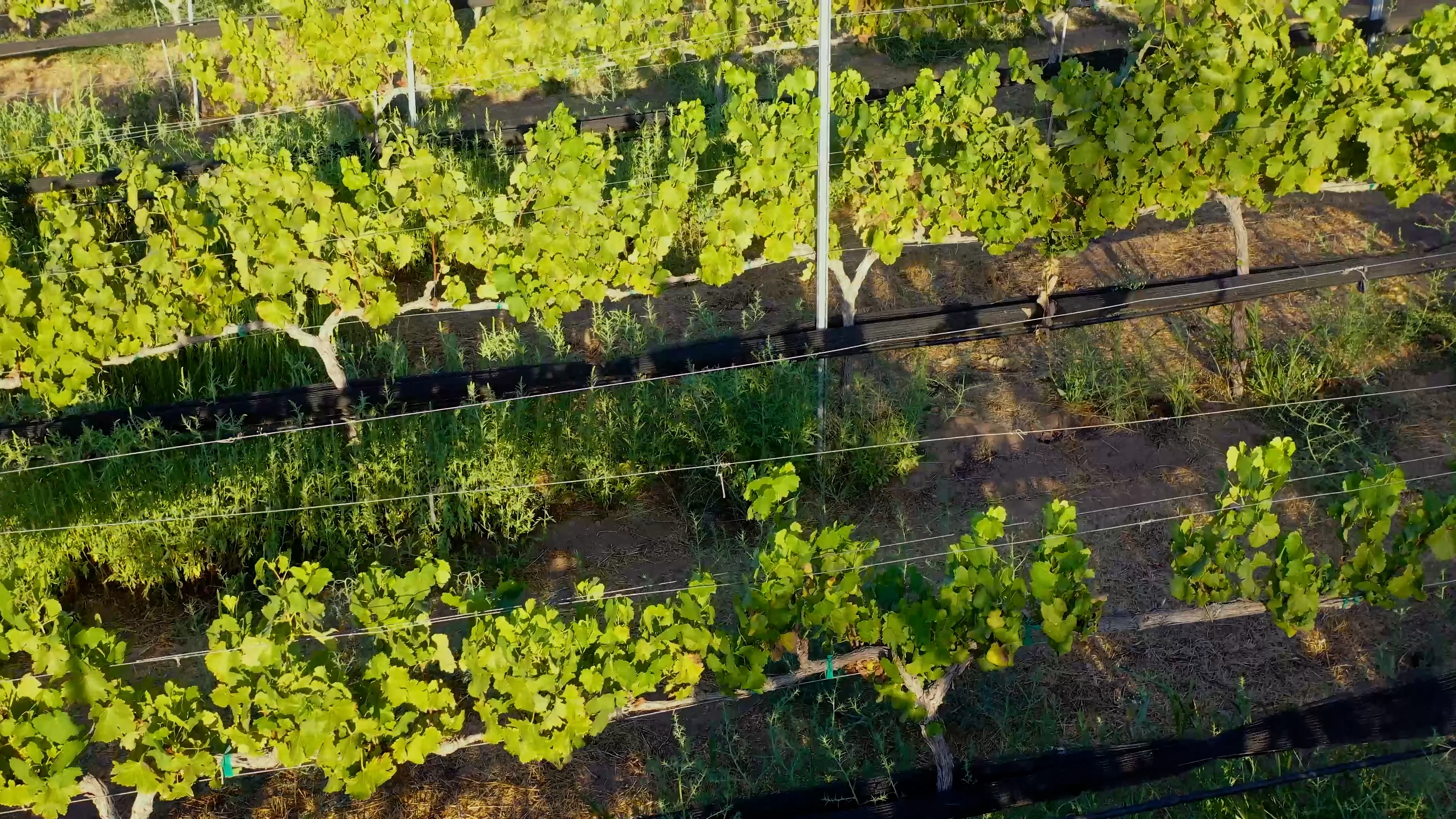 Vineyard Cross Vines diagonally.mp4 on Vimeo