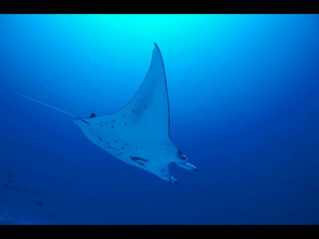 4th Marine Life Slide Show on Vimeo