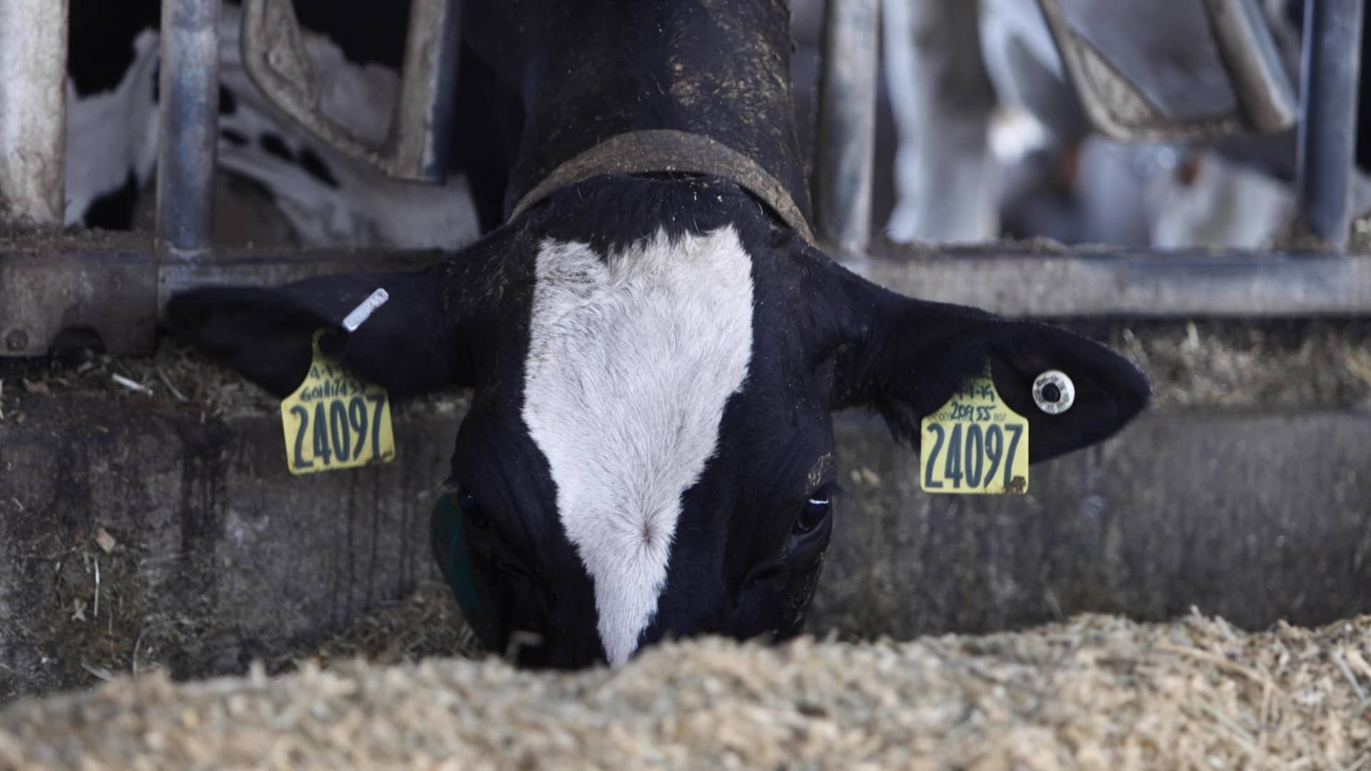 Trans Ova - Invisible Cow on Vimeo