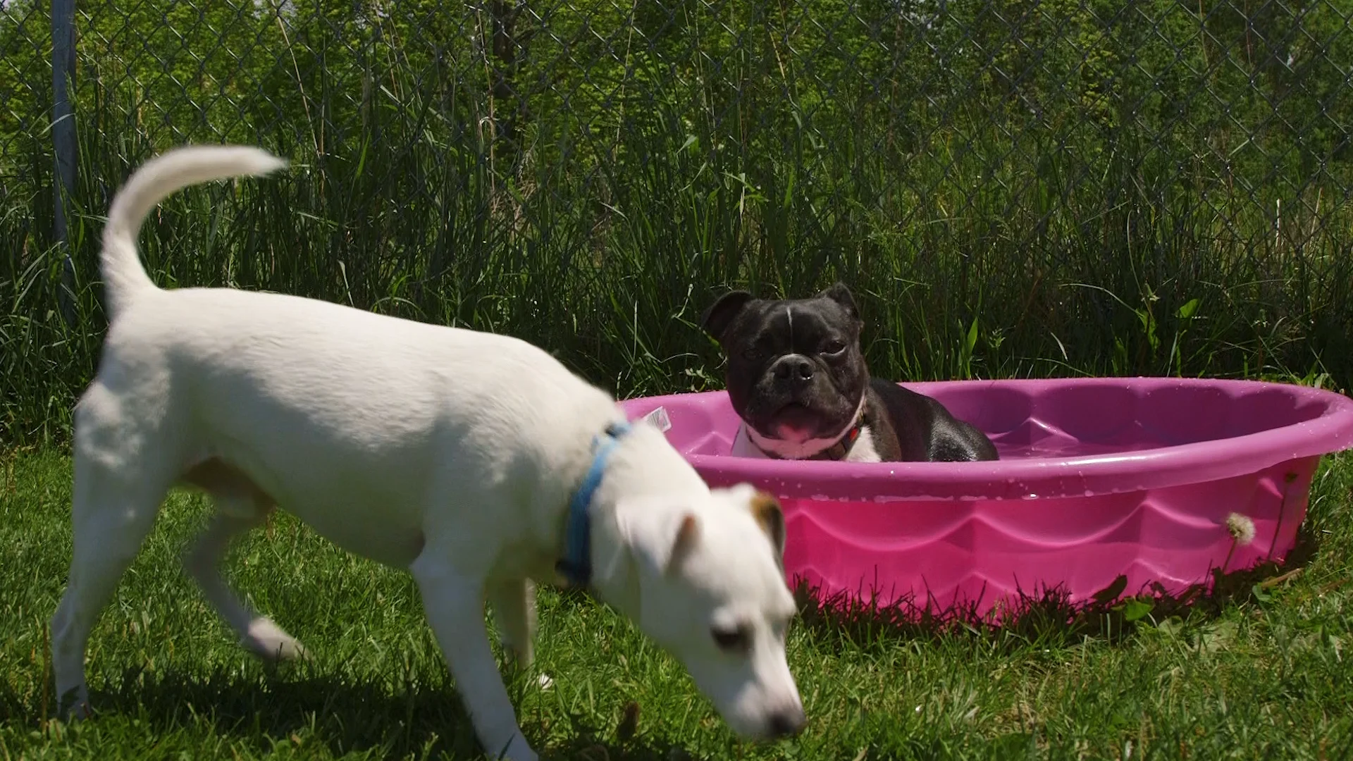 Cornell Veterinary Medicine - Cornell Canine Health Center - How to ...