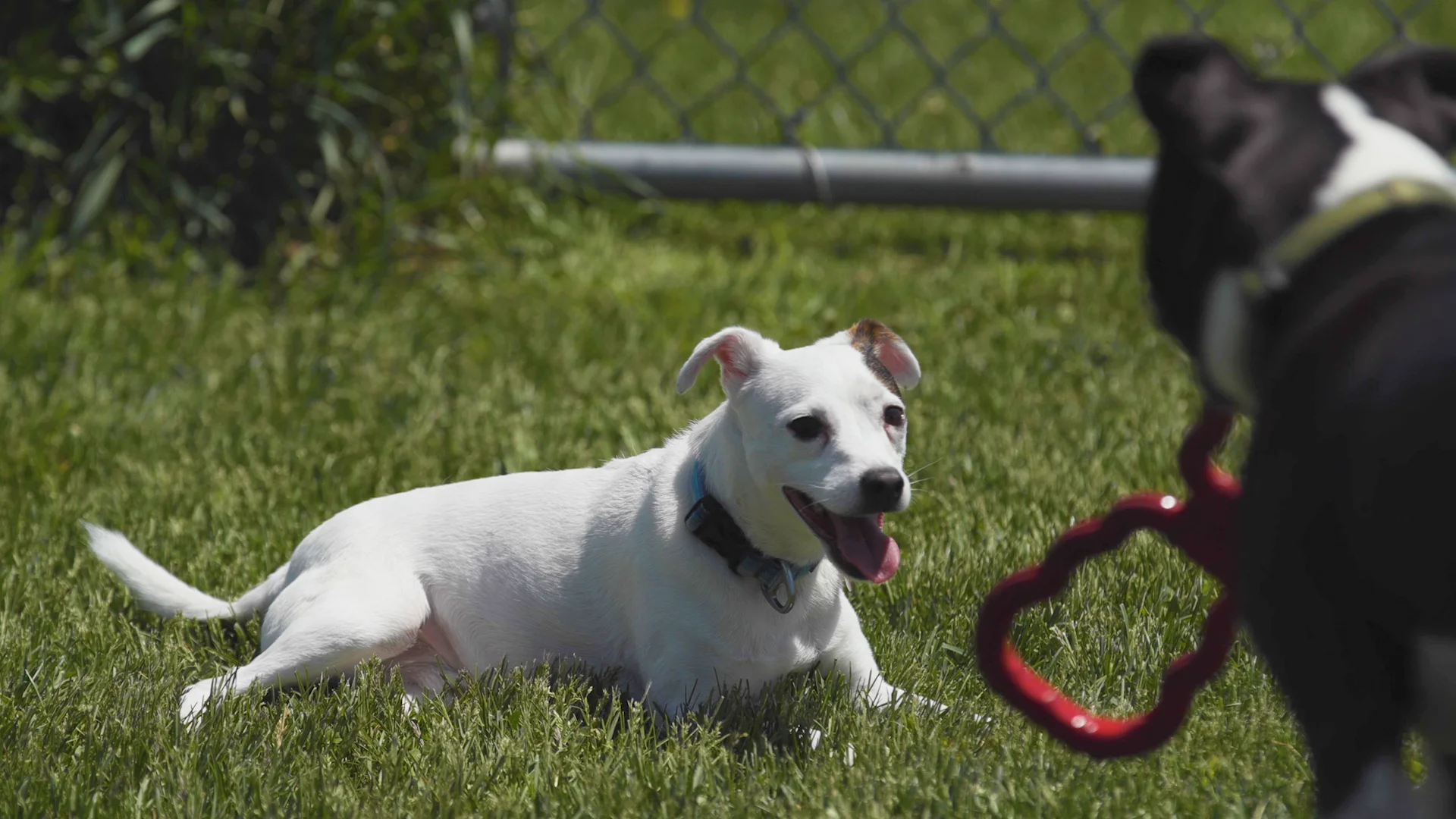Cornell Veterinary Medicine - Cornell Canine Health Center - Finding a ...