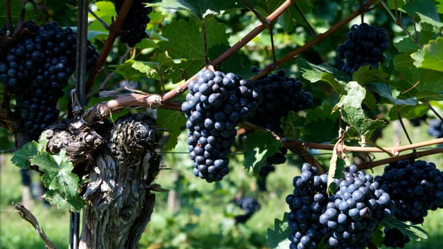 Grapes Videos: Download 75+ Free 4K & HD Stock Footage Clips - Pixabay