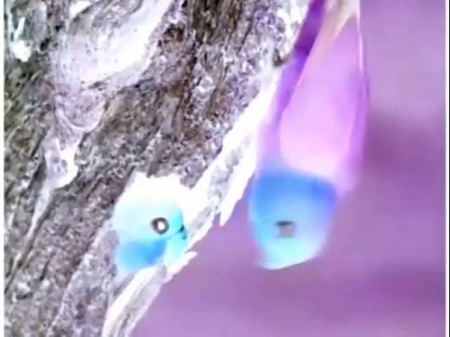 World Animals in G Major [Part 1] on Vimeo