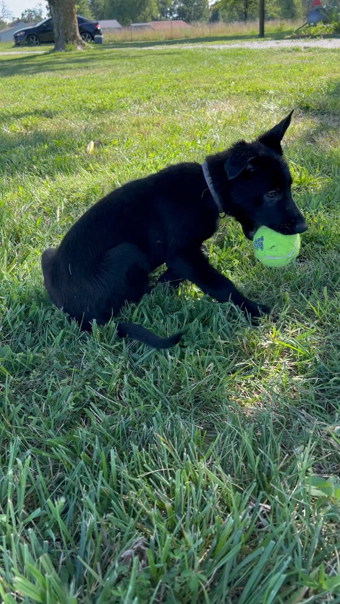 Mallory - German Shepherd puppy for sale on Vimeo