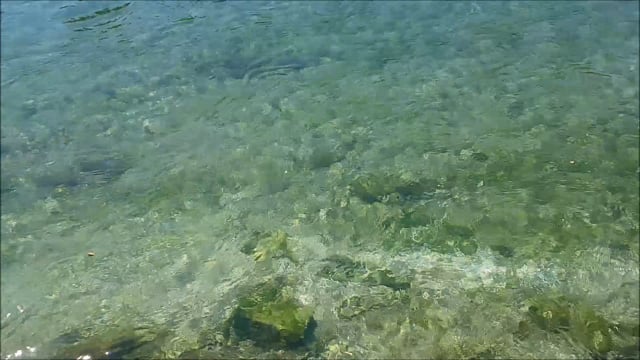 Lac Fleuve Poisson - Free video on Pixabay