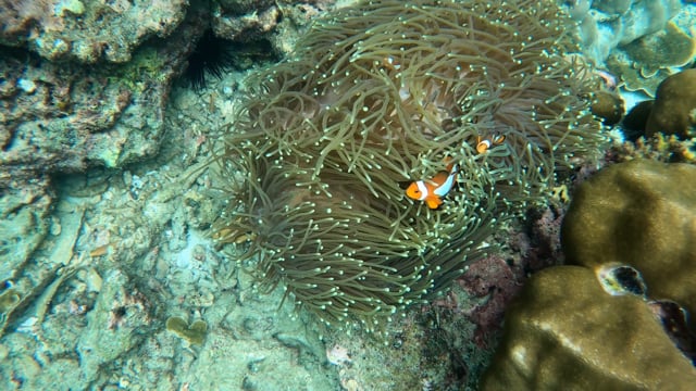Pesce Mare Oceano - Free video on Pixabay - Pixabay