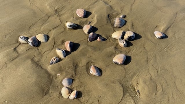 Clam Beach Moving Free Stock Video - Pixabay