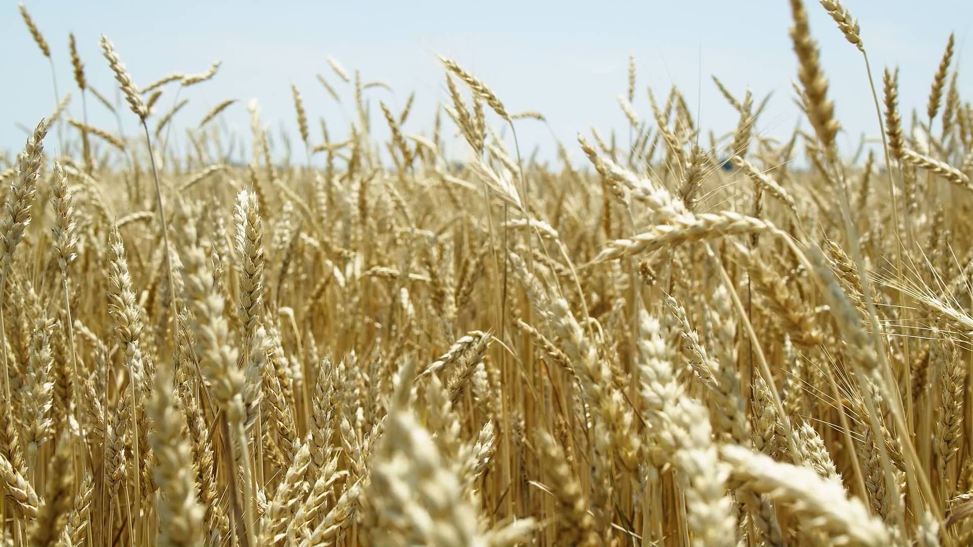 Wheat Close Ups on Vimeo