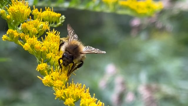 Insect Bee Pollination - Free video on Pixabay