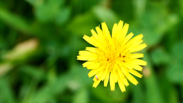 Flower Dandelion Alpine Dandelion Free Stock Video - Pixabay