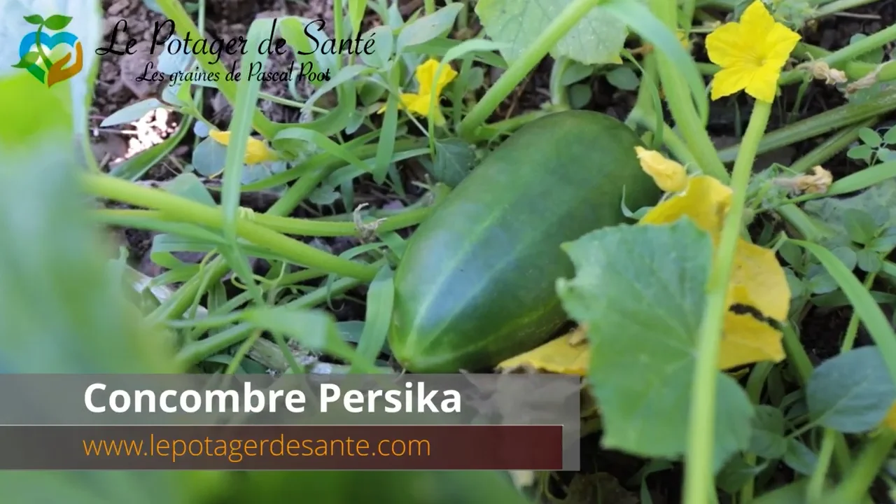 Culture du concombre au potager on Vimeo