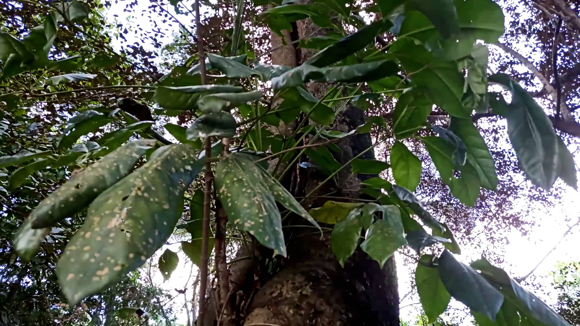 Salta cocote, Anolis baleatus on Vimeo