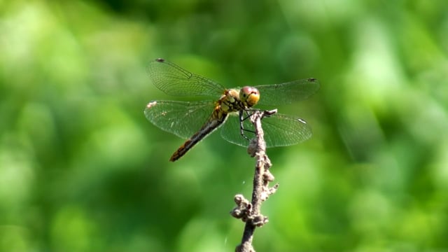 Dragonfly Odonata Insect - Free video on Pixabay