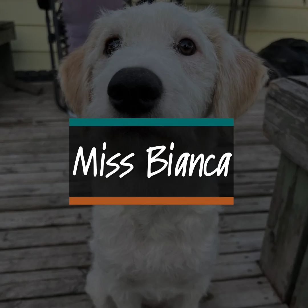 Bright Eyes Dog Rescue Available Dogs Promo on Vimeo
