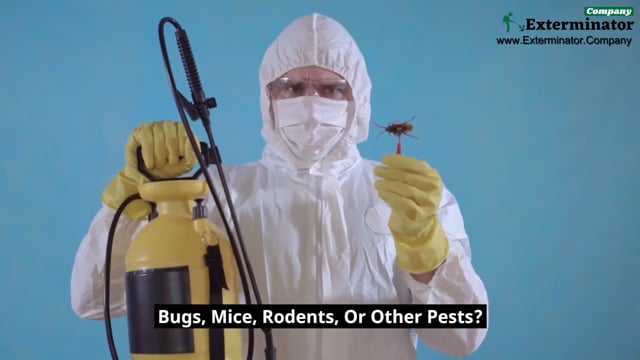 Exterminator Company on Vimeo