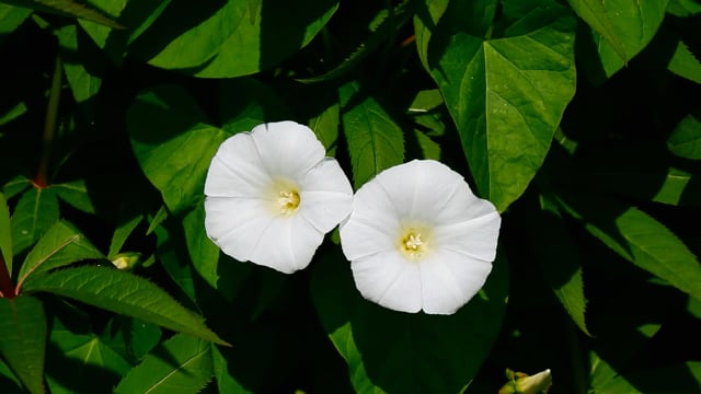 Flower, Bindweed, Plant. Free Stock Video - Pixabay