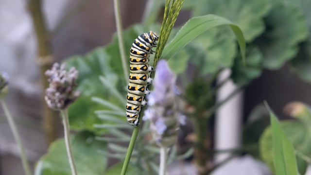 Oruga Insecto Larva - Free video on Pixabay - Pixabay