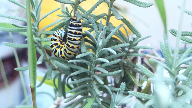 Oruga Insecto Larva - Free video on Pixabay - Pixabay