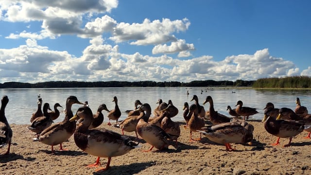 Pássaros Patos-Reais Lago - Free video on Pixabay - Pixabay