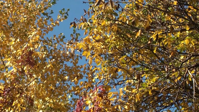 Tree Leaves Autumn Tree Free Stock Video - Pixabay