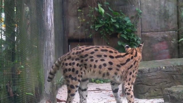 Serval Lynx Cats - Free video on Pixabay
