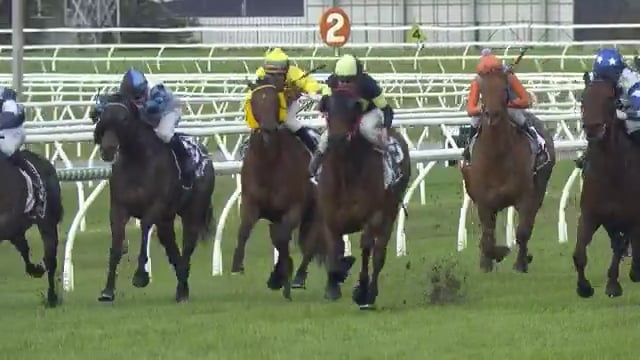 Pierro - Stallion | Breednet