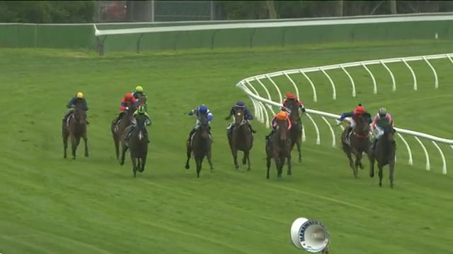 El Roca - Stallion | Breednet