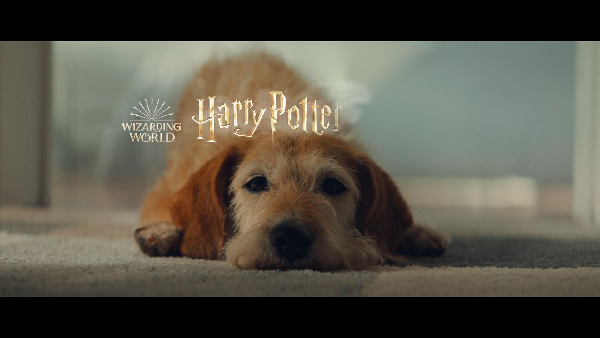 Bark Box | Harry Potter on Vimeo