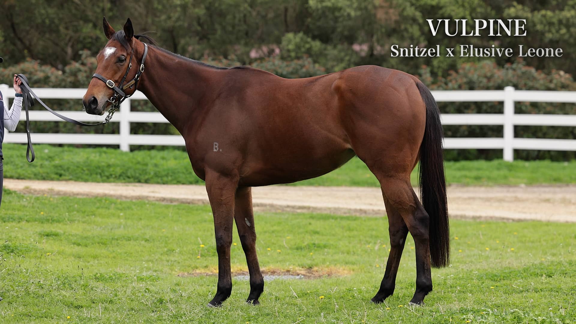 Vulpine - Parade Video on Vimeo