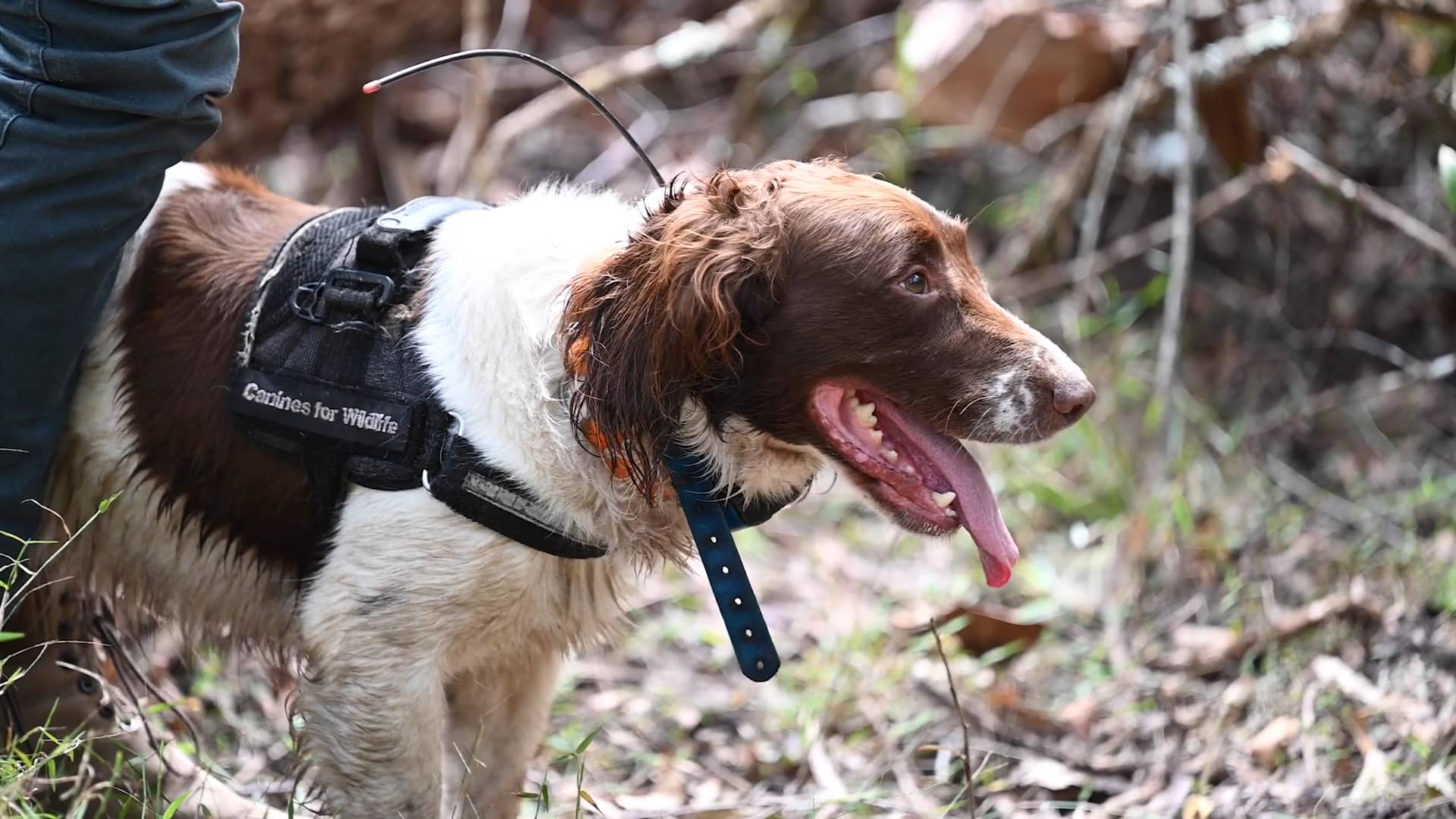 Canines for Wildlife on Vimeo