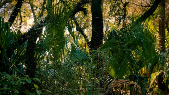 Wild Spider Videos: Download 11+ Free 4K & HD Stock Footage Clips - Pixabay