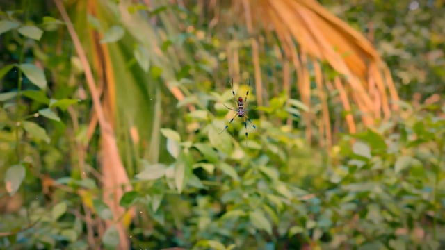 Wild Spider Videos: Download 11+ Free 4K & HD Stock Footage Clips - Pixabay
