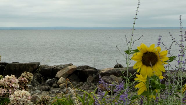 Lake Rocks Water - Free video on Pixabay