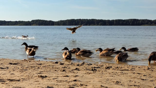 Patos Reales Lago Aterrizaje - Free video on Pixabay