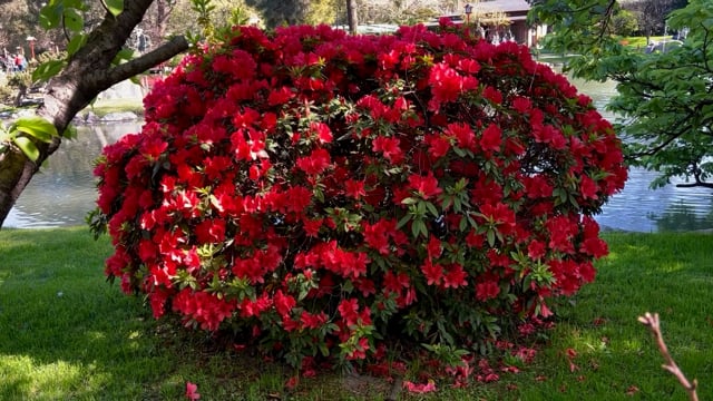 Flores Arbusto Azalea - Free video on Pixabay - Pixabay