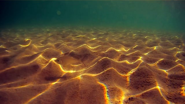 Fish Gold Sea Golden - Free video on Pixabay
