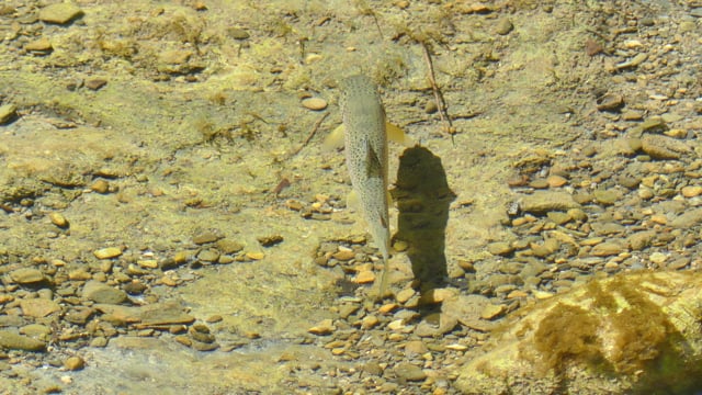 Pez Río Trucha - Free video on Pixabay