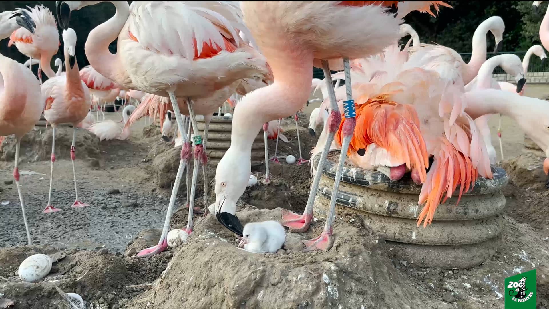 Petit flamant sur son nid on Vimeo